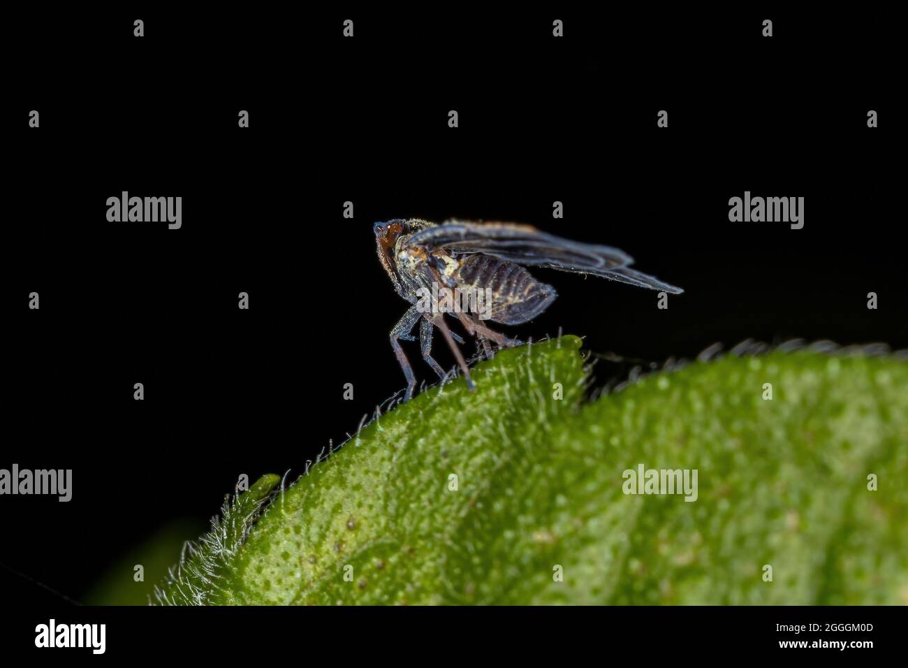 Adult Small Planthopper of the Genus Bothriocera Stock Photo - Alamy