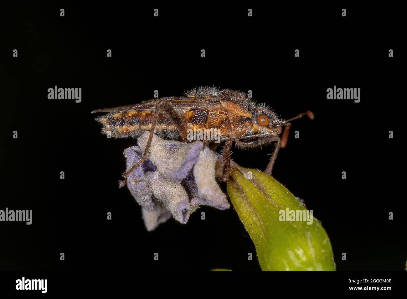 Adult Scentless Plant Bug of the Subfamily Rhopalinae Stock Photo - Alamy