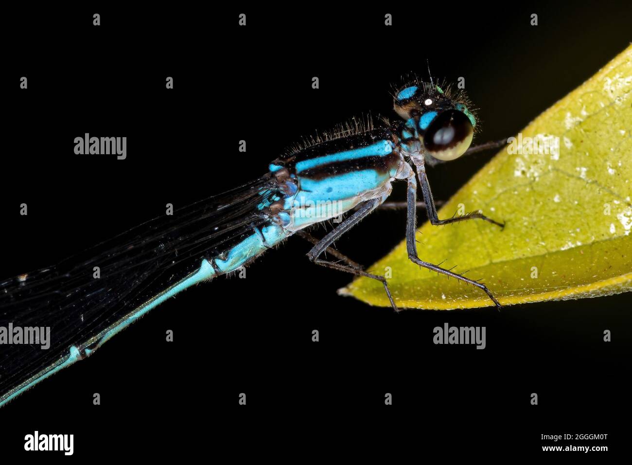 Adult Narrow-winged Damselfly of the Genus Ischnura Stock Photo - Alamy