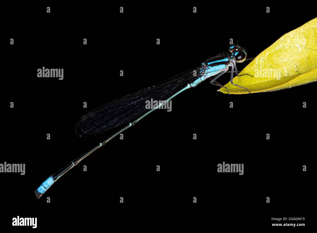 Adult Narrow-winged Damselfly of the Genus Ischnura Stock Photo - Alamy