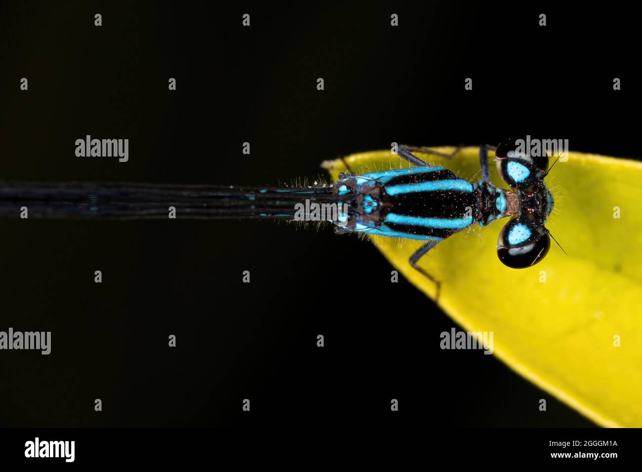 Adult Narrow-winged Damselfly of the Genus Ischnura Stock Photo - Alamy