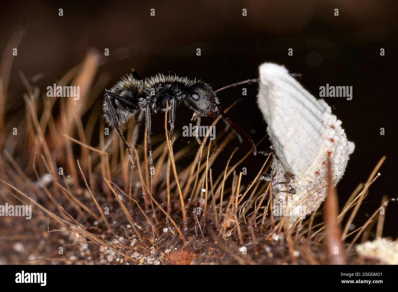 Symbolic interaction between Carpenter Ants of the Genus Camponotus and ...
