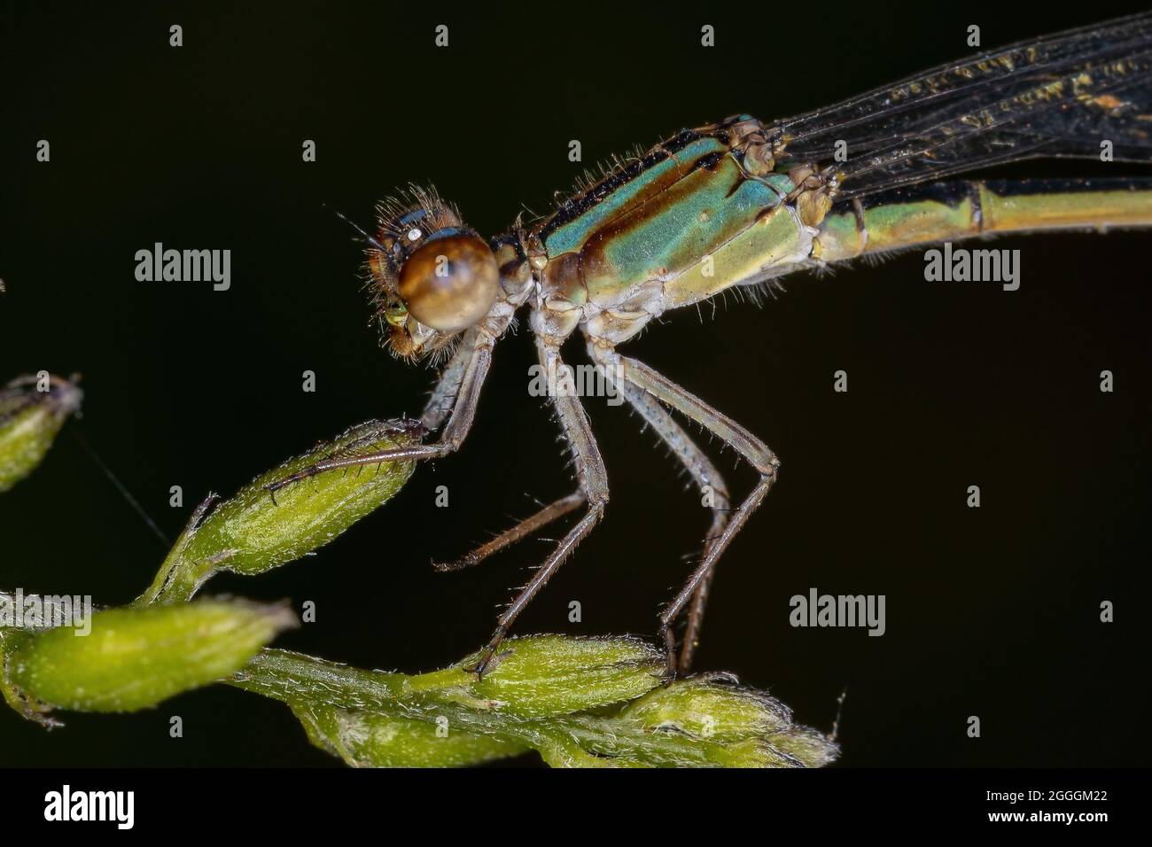 Adult Narrow-winged Damselfly of the Family Coenagrionidae Stock Photo ...