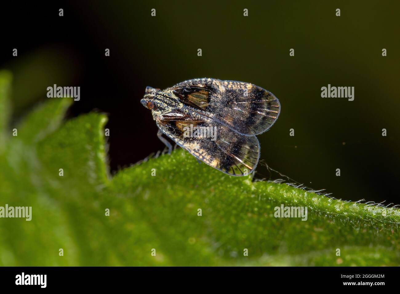 Adult Small Planthopper of the Genus Bothriocera Stock Photo - Alamy