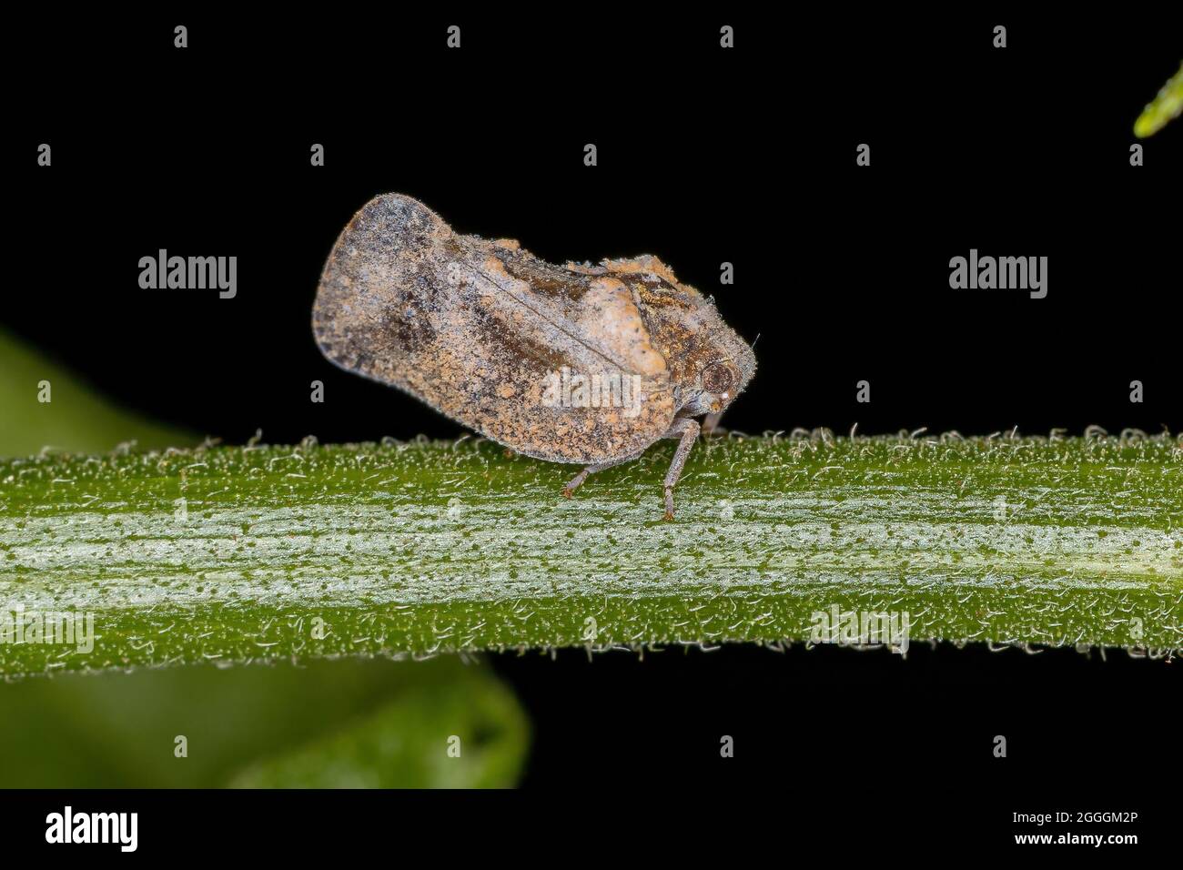 Adult Planthopper Insect of the Family Flatidae Stock Photo - Alamy
