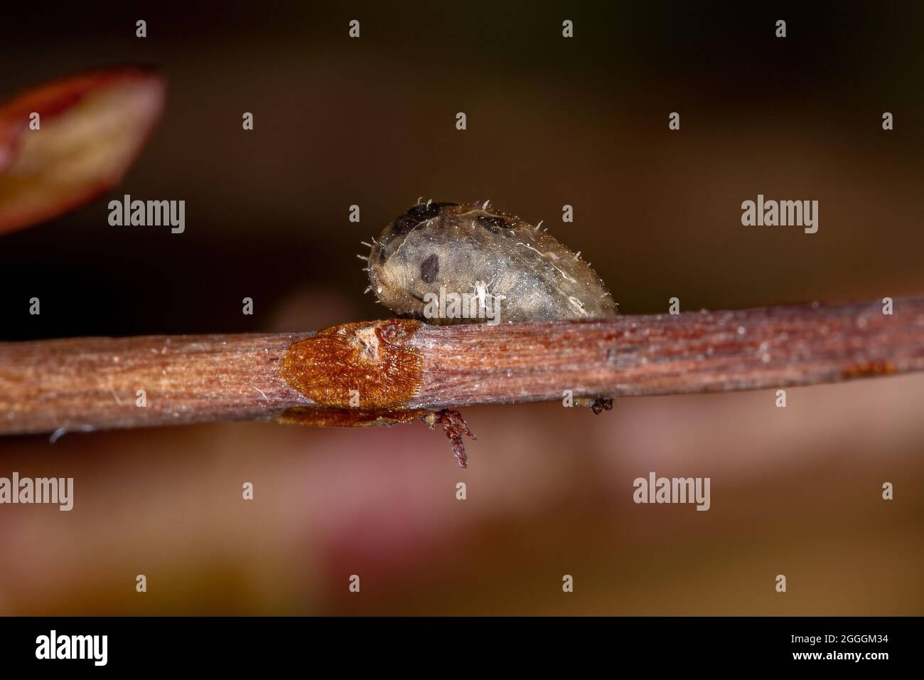Hoverfly Larvae High Resolution Stock Photography and Images - Alamy