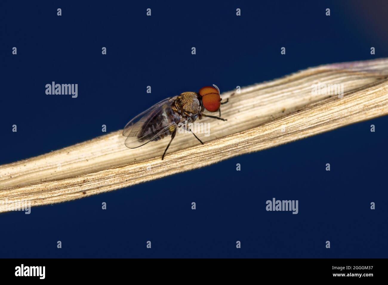 Adult Male Black Fly of the Family Simuliidae Stock Photo - Alamy