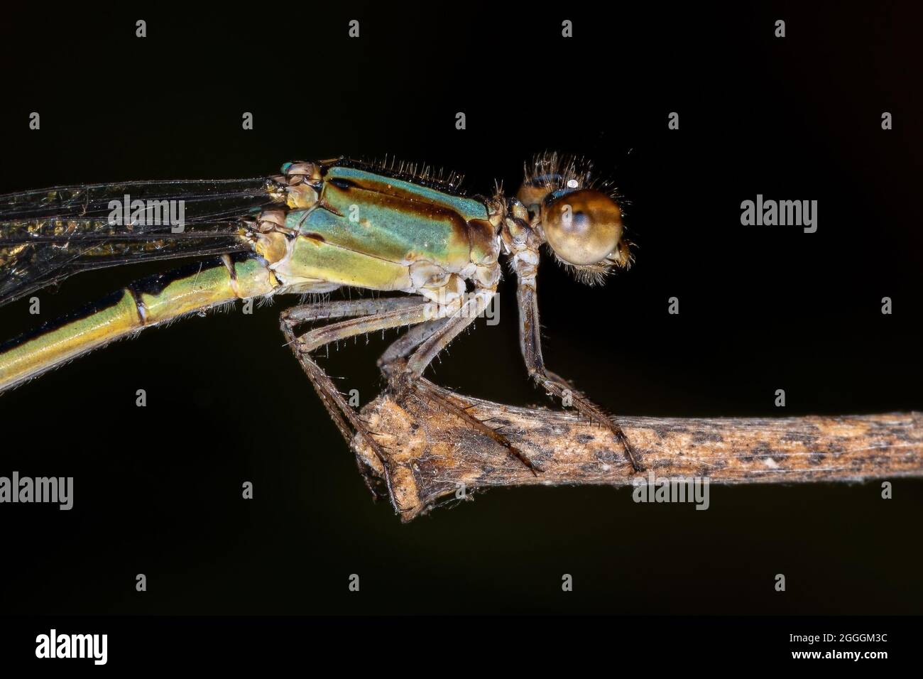 Adult Narrow-winged Damselfly of the Family Coenagrionidae Stock Photo ...