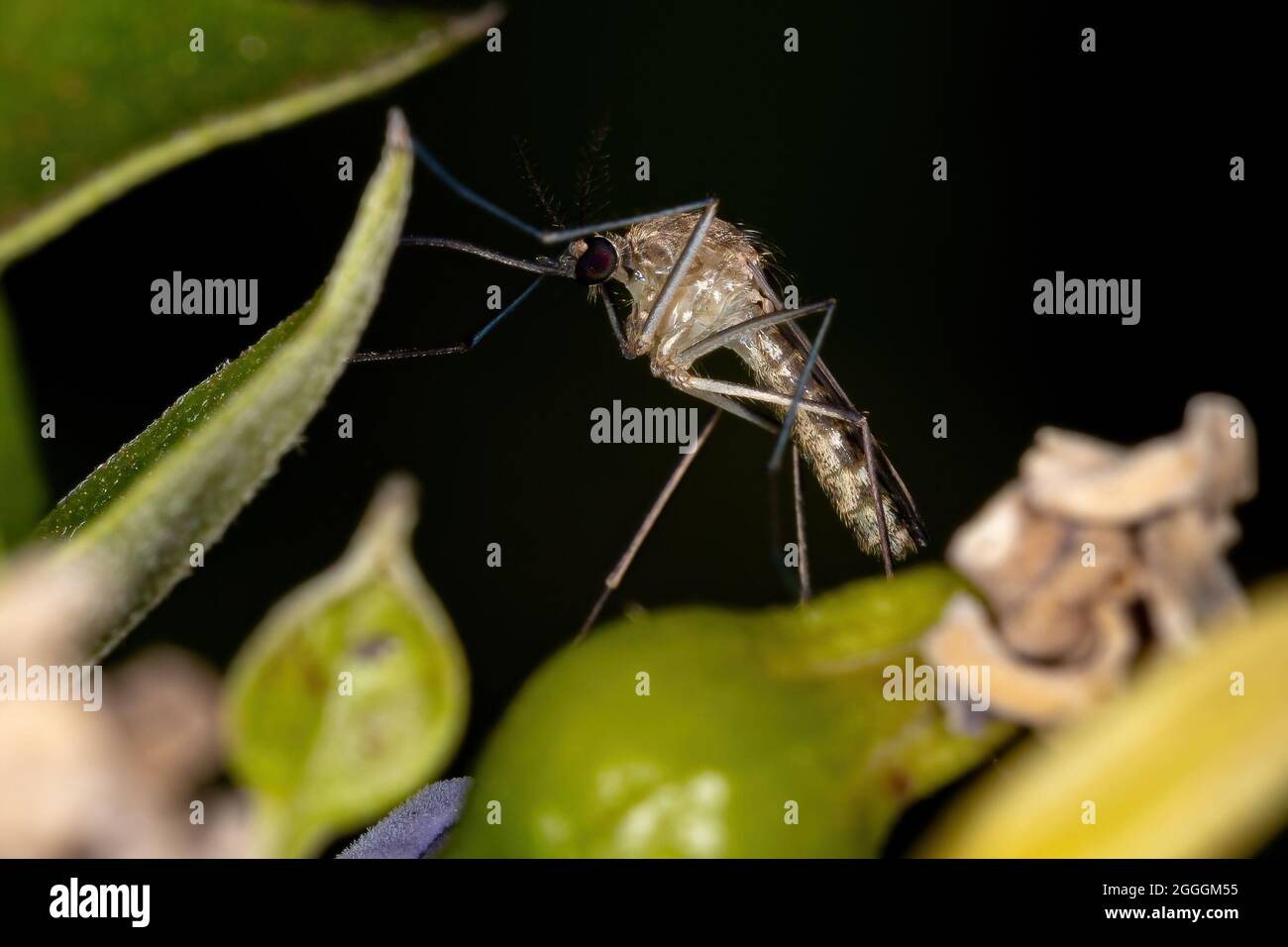 Adult Culicine Mosquito of the Genus Culex Stock Photo - Alamy