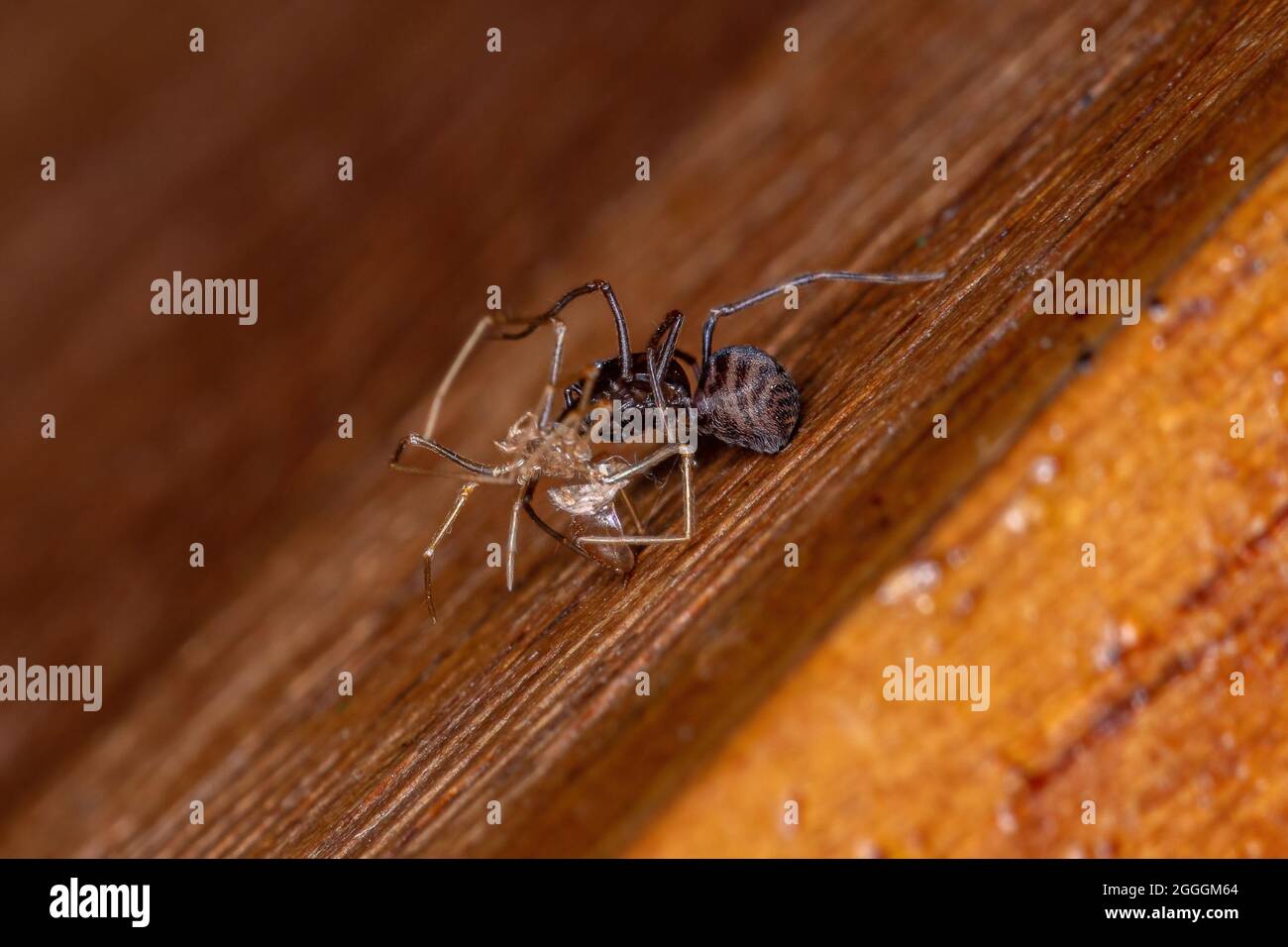 Small Brown Spitting Spider of the genus Scytodes in exchange for ...