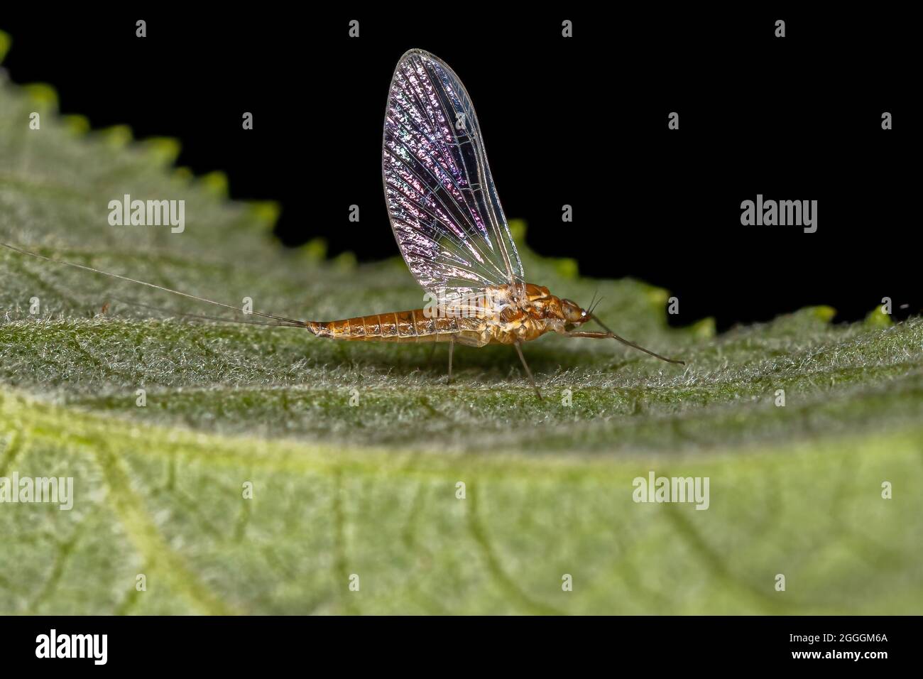 Female small mayfly of the genus Genus Baetis Stock Photo - Alamy