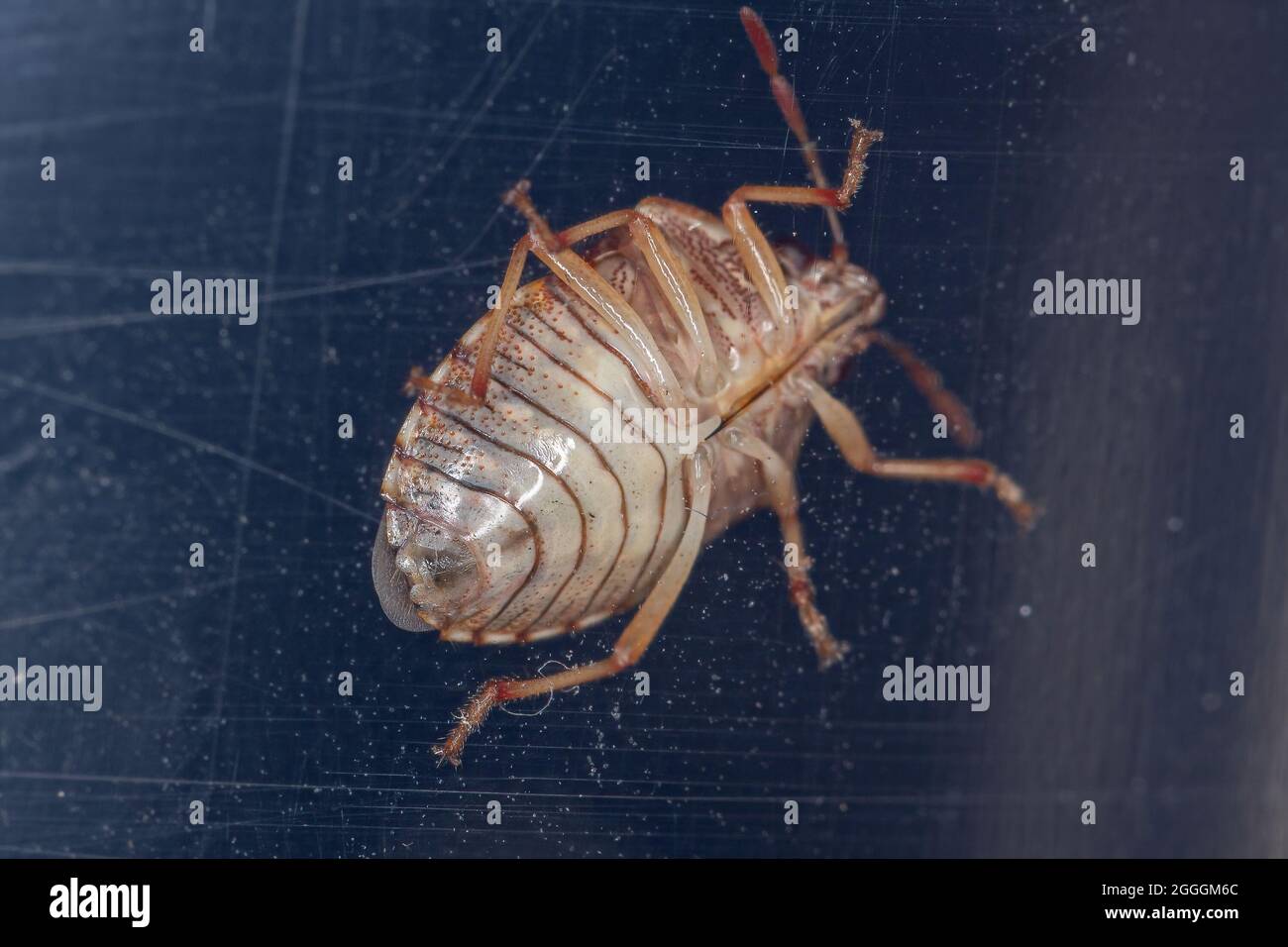 Adult Stink bug of the family pentatomidae Stock Photo - Alamy