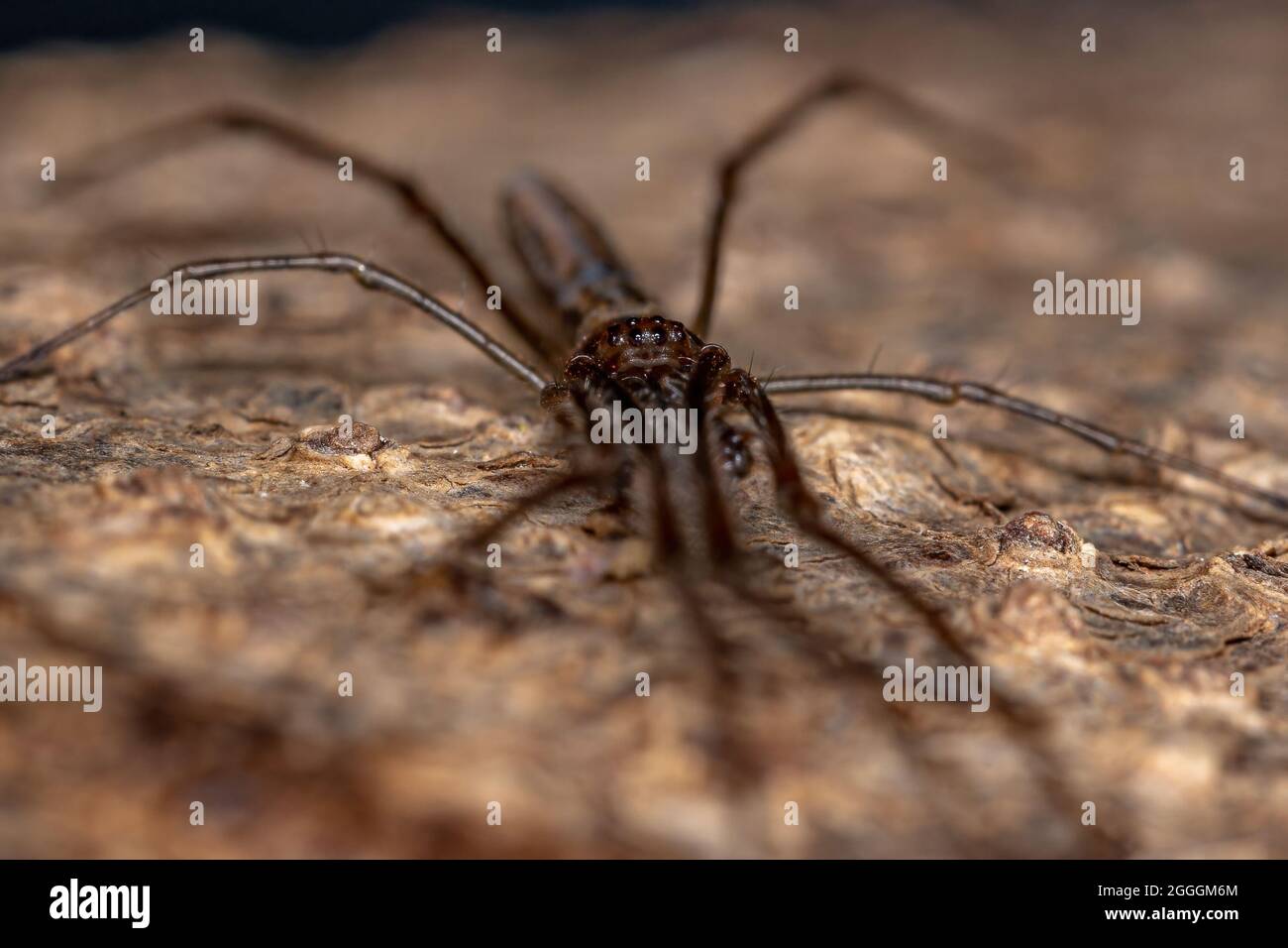 Long-jawed Orbweaver Spider of the Genus Tetragnatha Stock Photo - Alamy