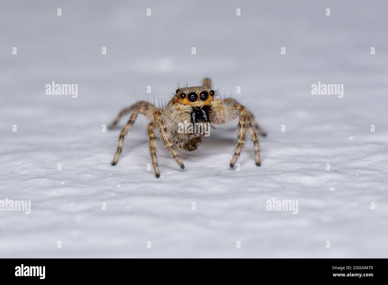 Small Gray Wall Jumping Spider of the species Menemerus bivittatus ...