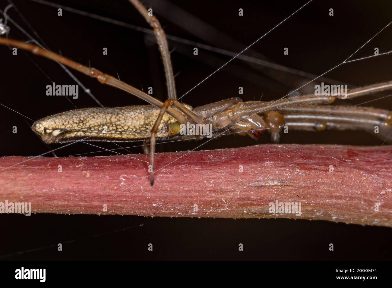 Long-jawed Orbweaver Spider of the Genus Tetragnatha Stock Photo - Alamy