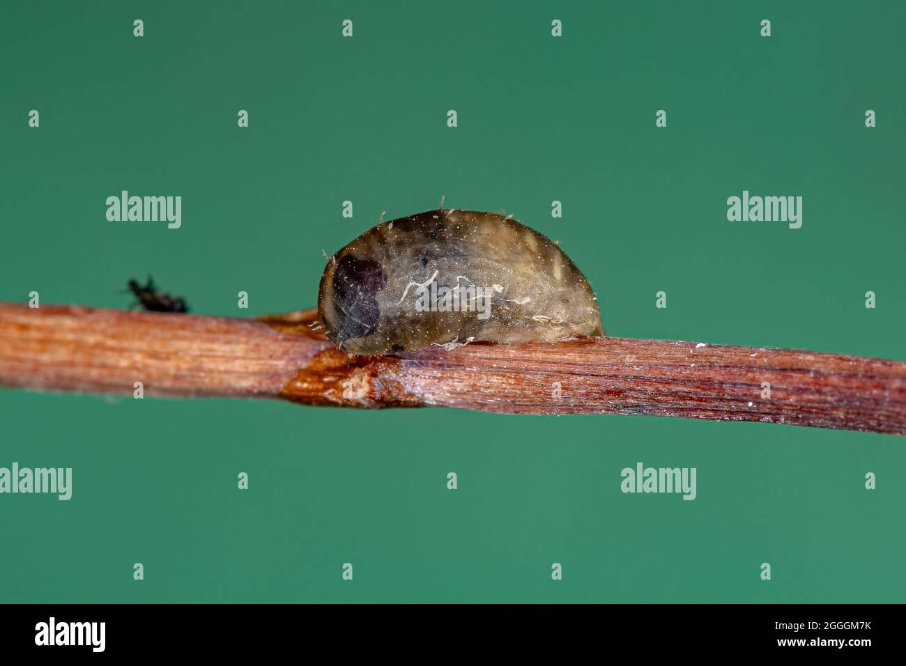 Hoverfly Larvae High Resolution Stock Photography and Images - Alamy