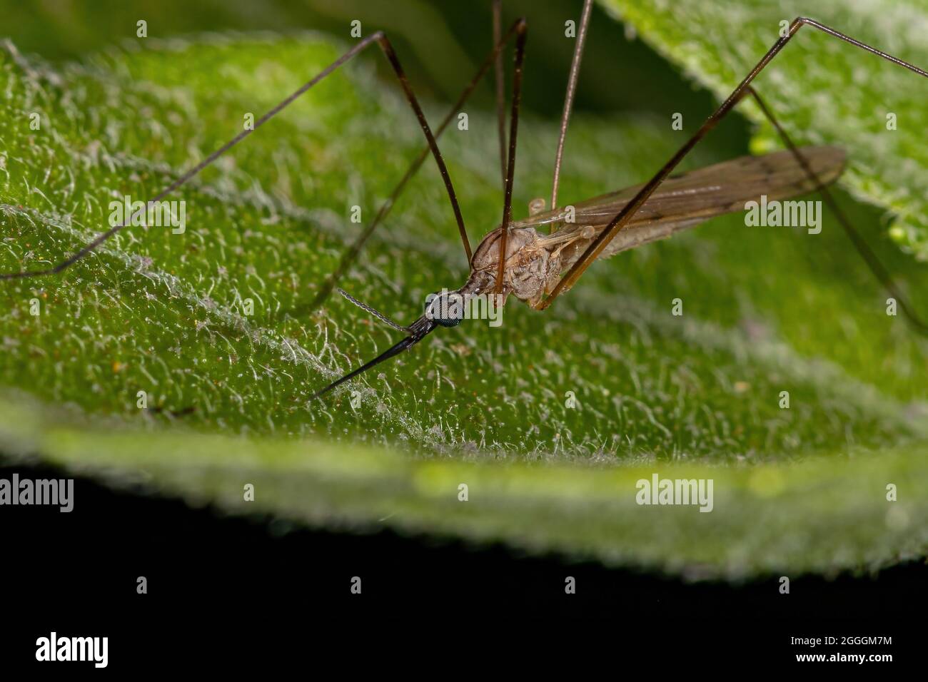 Typical Crane Fly of the Superfamily Tipuloidea Stock Photo - Alamy