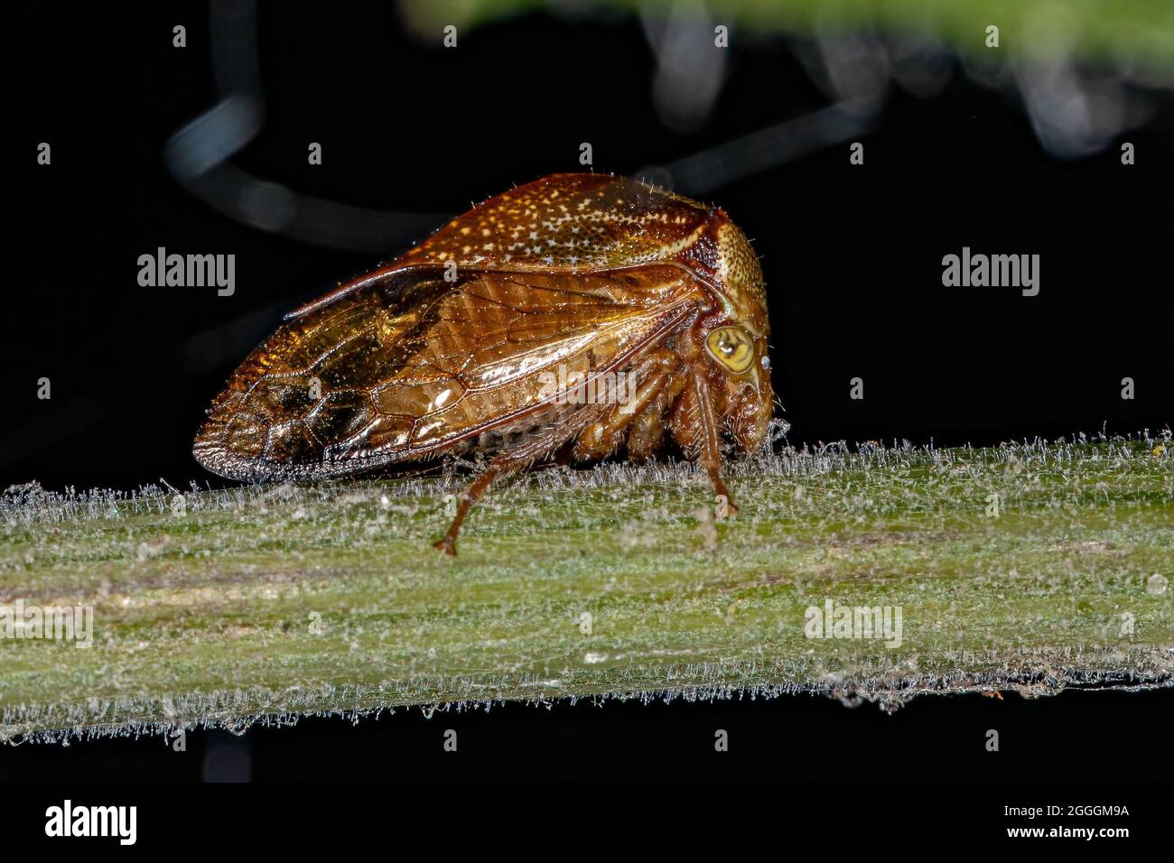 Adult Buffalo Treehopper of the Tribe Ceresini Stock Photo - Alamy