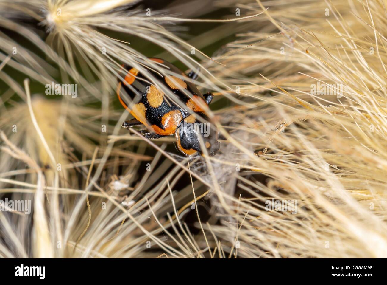 Adult Black-spotted Lady Beetle of the species Eriopis connexa Stock ...
