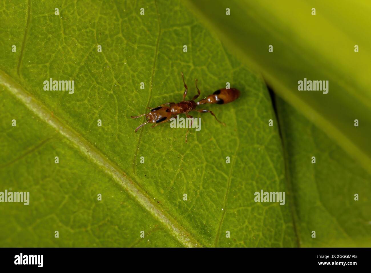 Adult Twig Ant of the Genus Pseudomyrmex Stock Photo - Alamy