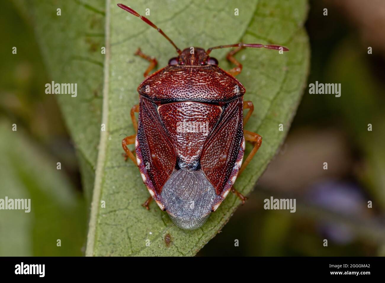 Adult Stink bug of the family pentatomidae Stock Photo - Alamy