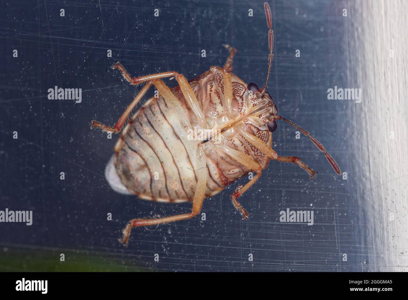 Adult Stink bug of the family pentatomidae Stock Photo - Alamy