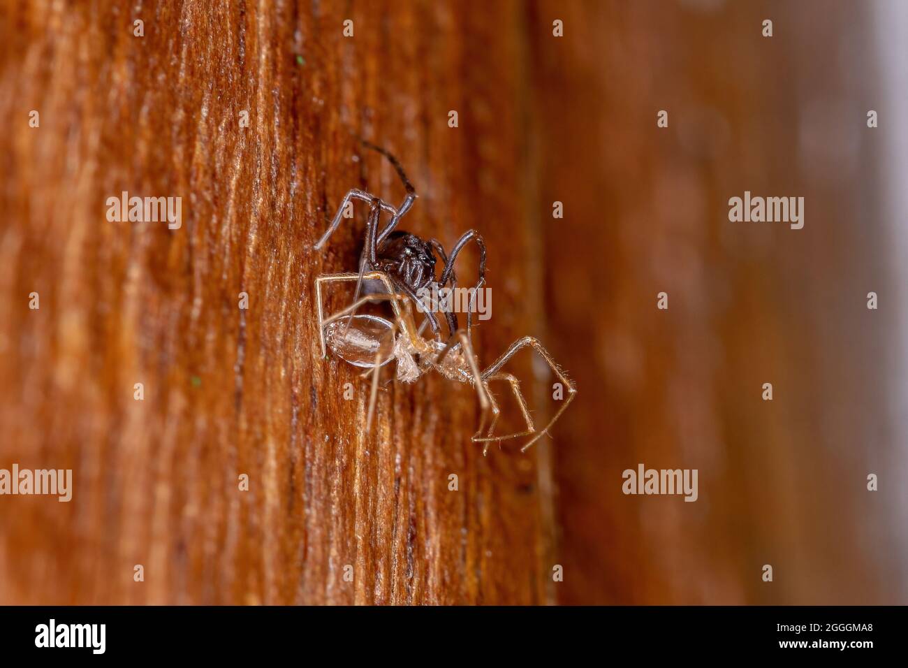 Small Brown Spitting Spider of the genus Scytodes in exchange for ...