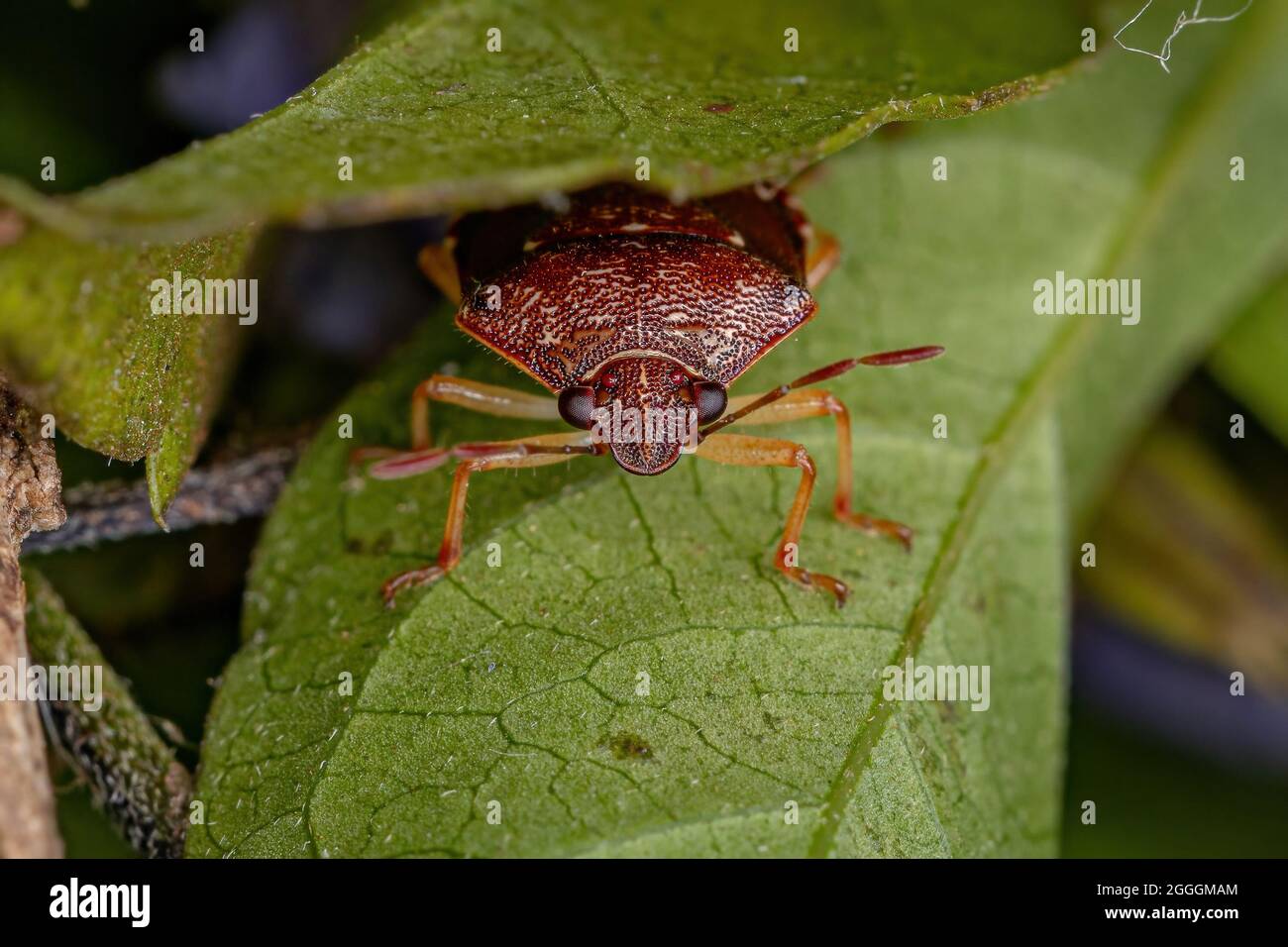 Adult Stink bug of the family pentatomidae Stock Photo - Alamy