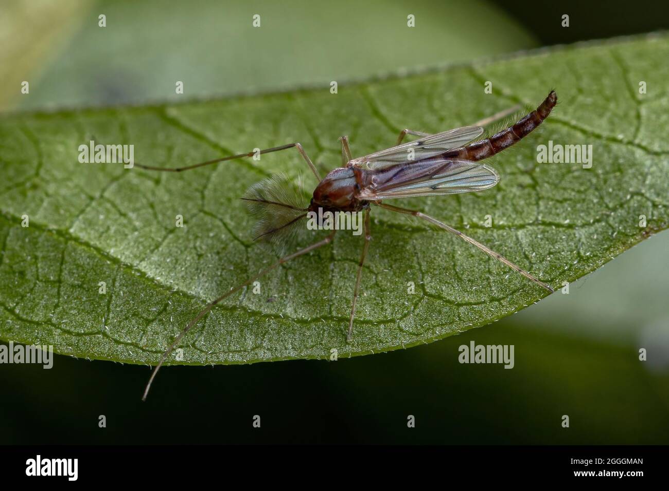 Adult Non-biting Midge of the Family Chironomidae Stock Photo - Alamy
