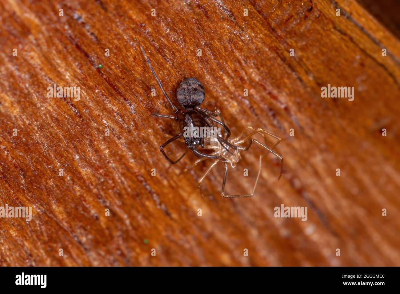 Small Brown Spitting Spider of the genus Scytodes in exchange for ...
