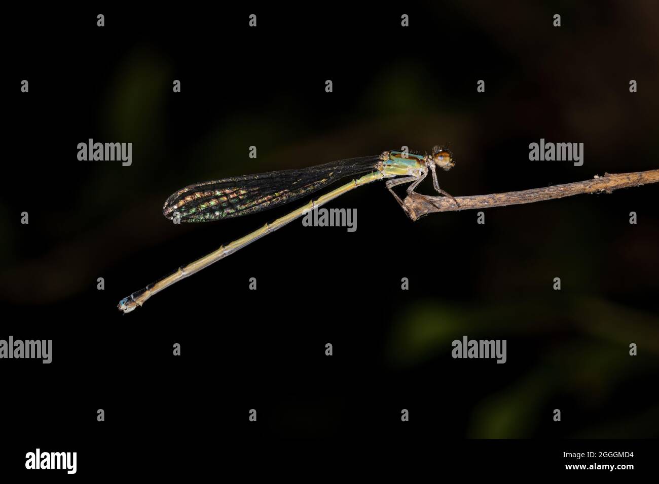 Adult Narrow-winged Damselfly of the Family Coenagrionidae Stock Photo ...