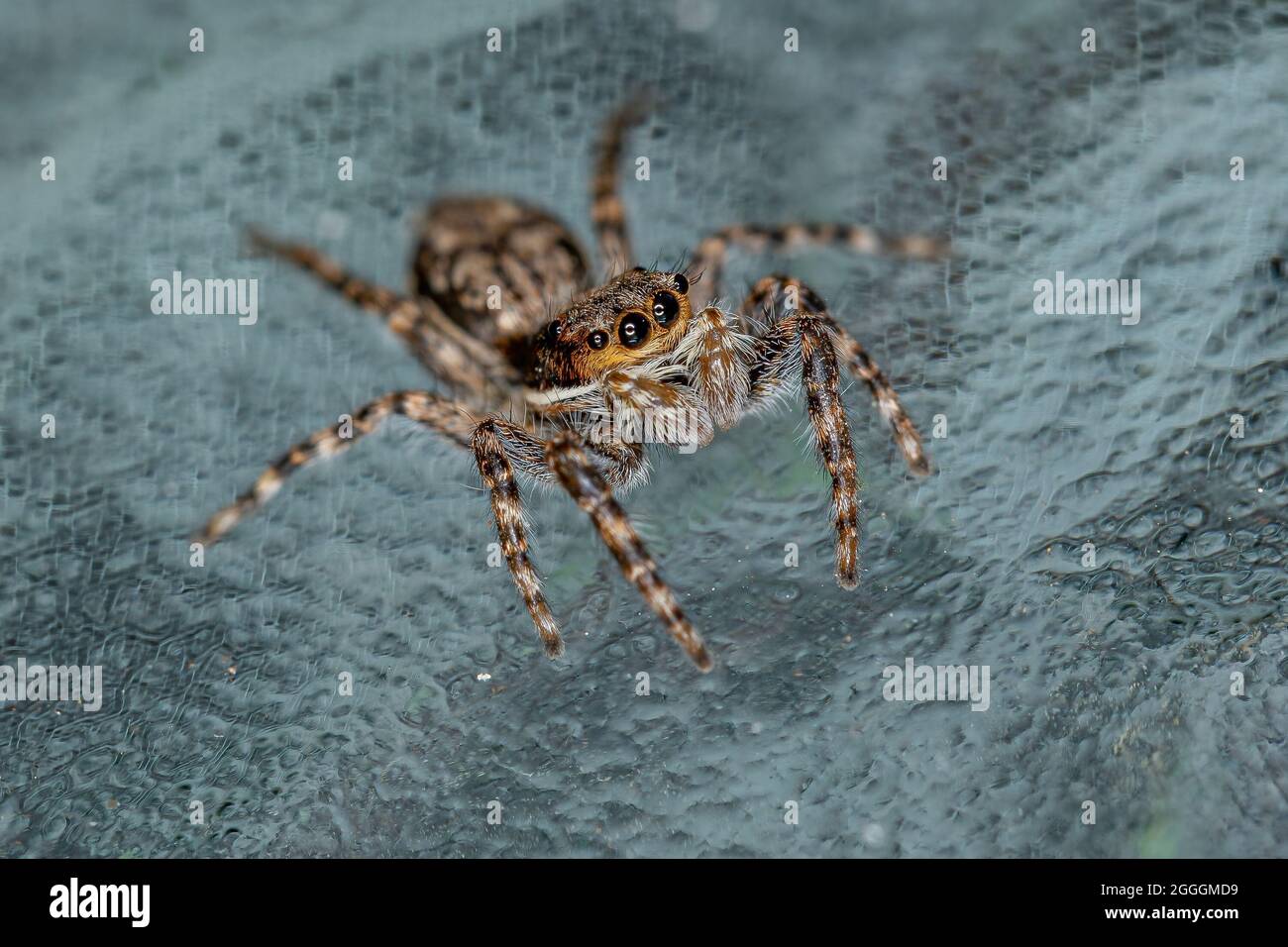 Small Male Gray Wall Jumping Spider of the species Menemerus bivittatus ...