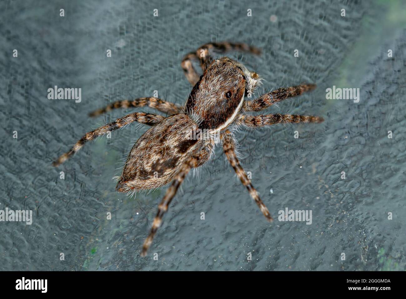 Small Male Gray Wall Jumping Spider of the species Menemerus bivittatus ...