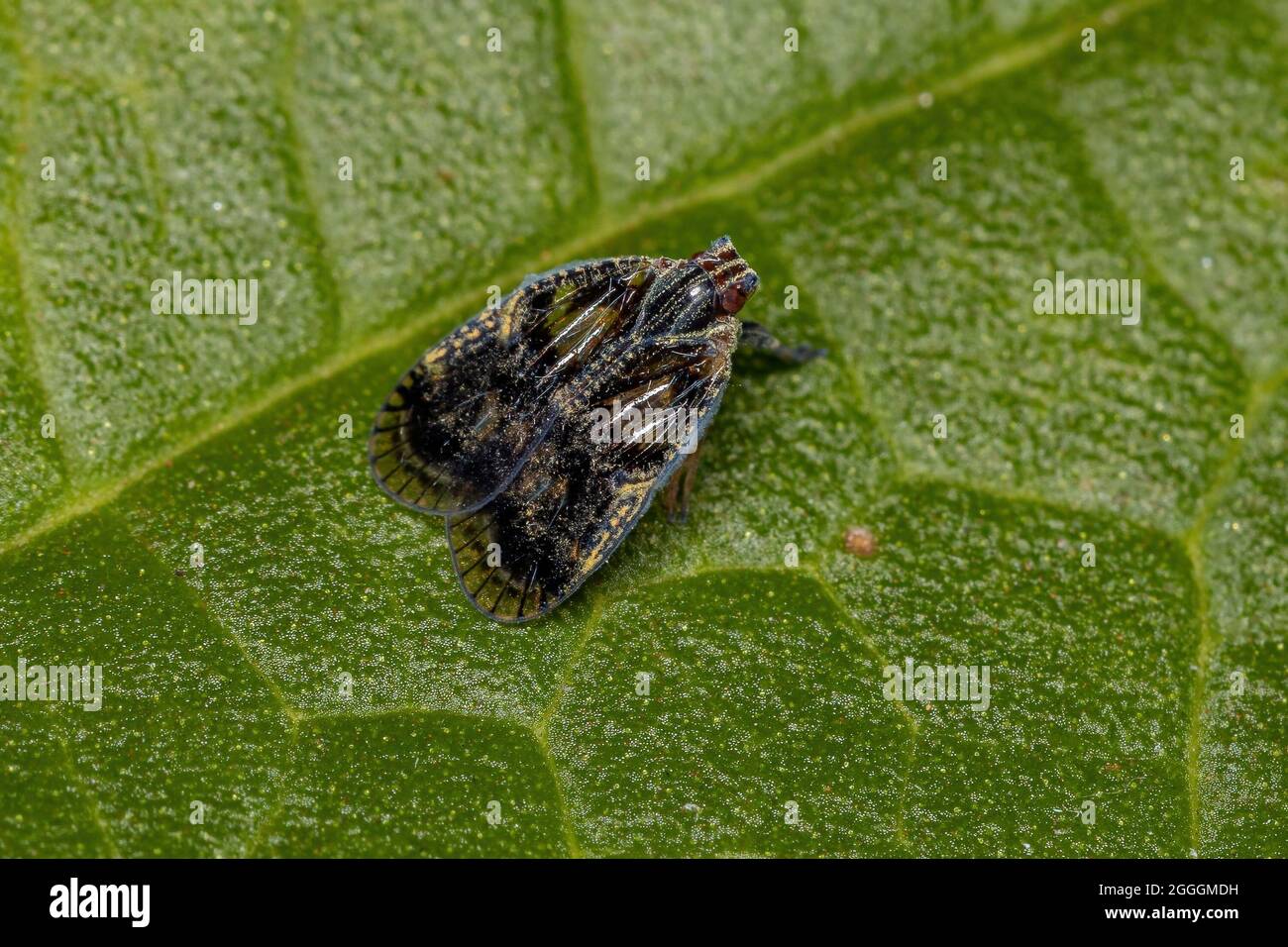 Adult Small Planthopper of the Genus Bothriocera Stock Photo - Alamy