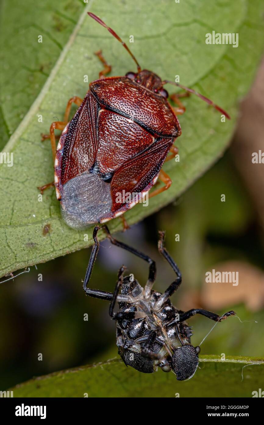 Adult Stink bug of the family pentatomidae Stock Photo - Alamy
