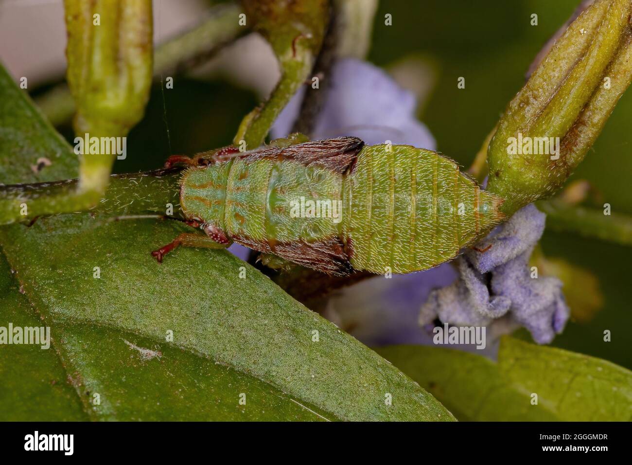 Typical Leafhopper Nymph of the Tribe Gyponini Stock Photo - Alamy