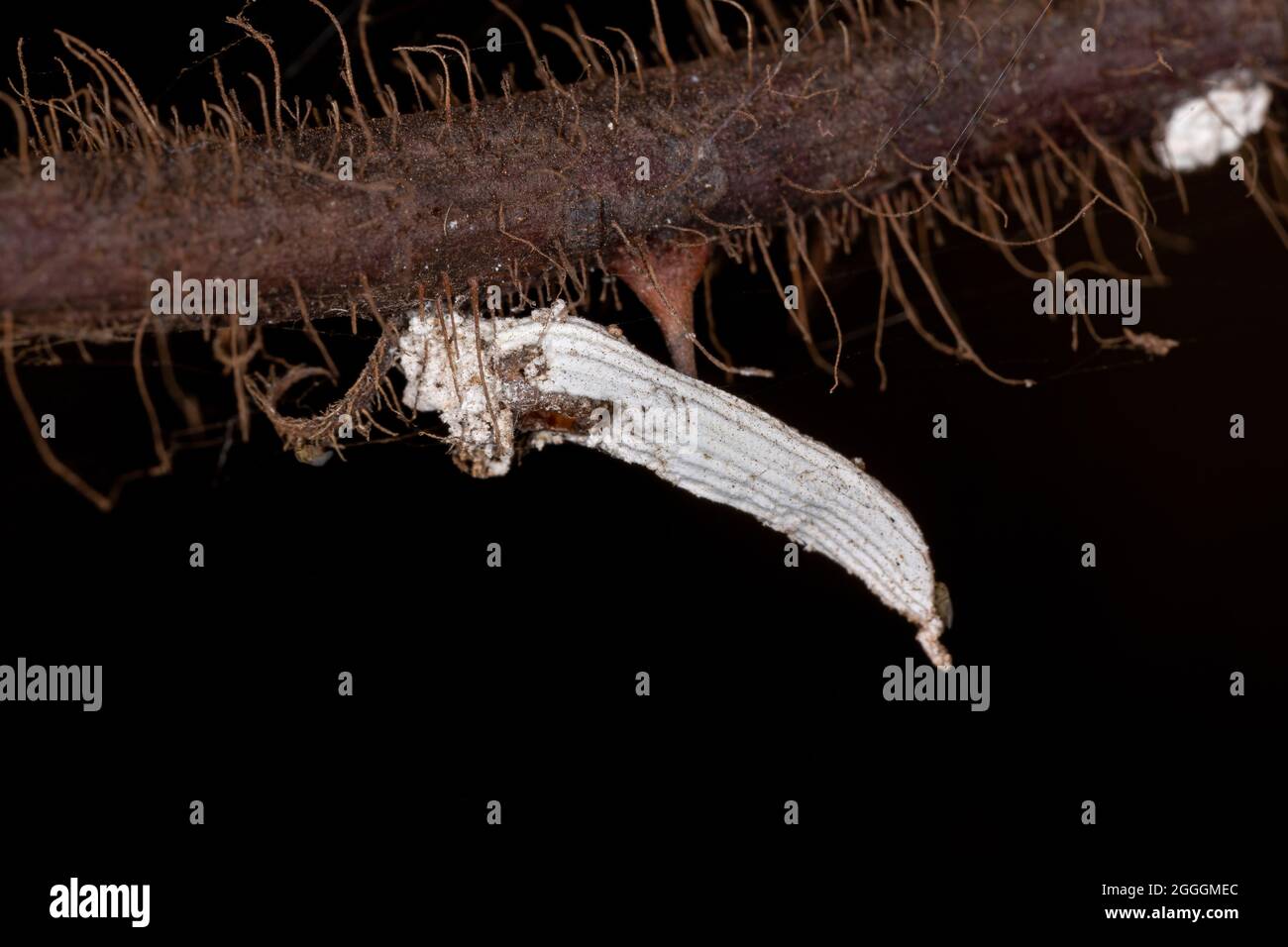 White Scale Insects of the Superfamily Coccoidea in a plant Stock Photo ...
