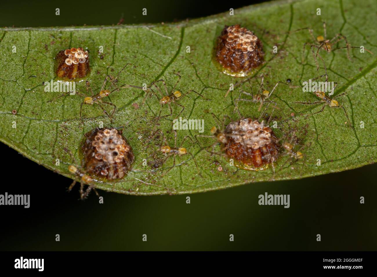 Assassin Bug Nymph of the Tribe Harpactorini with eggs Stock Photo - Alamy