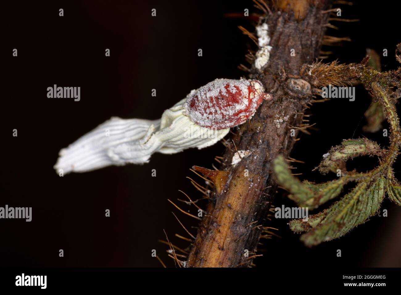 White Scale Insects of the Superfamily Coccoidea in a plant Stock Photo ...