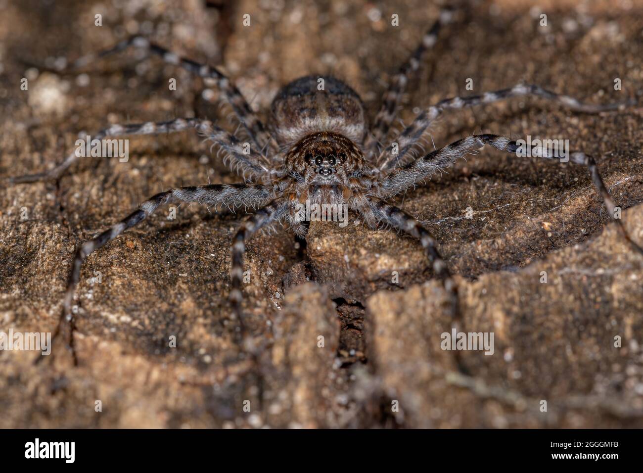 Adult Trechaleid Spider of the Family Trechaleidae Stock Photo - Alamy