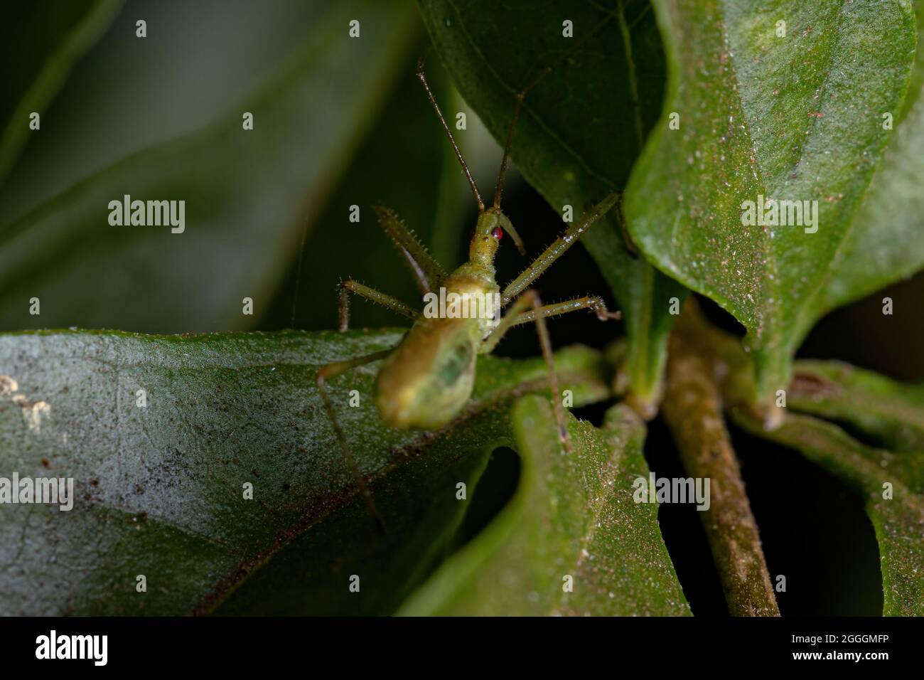 Adult Assassin Bug of the Tribe Harpactorini Stock Photo - Alamy