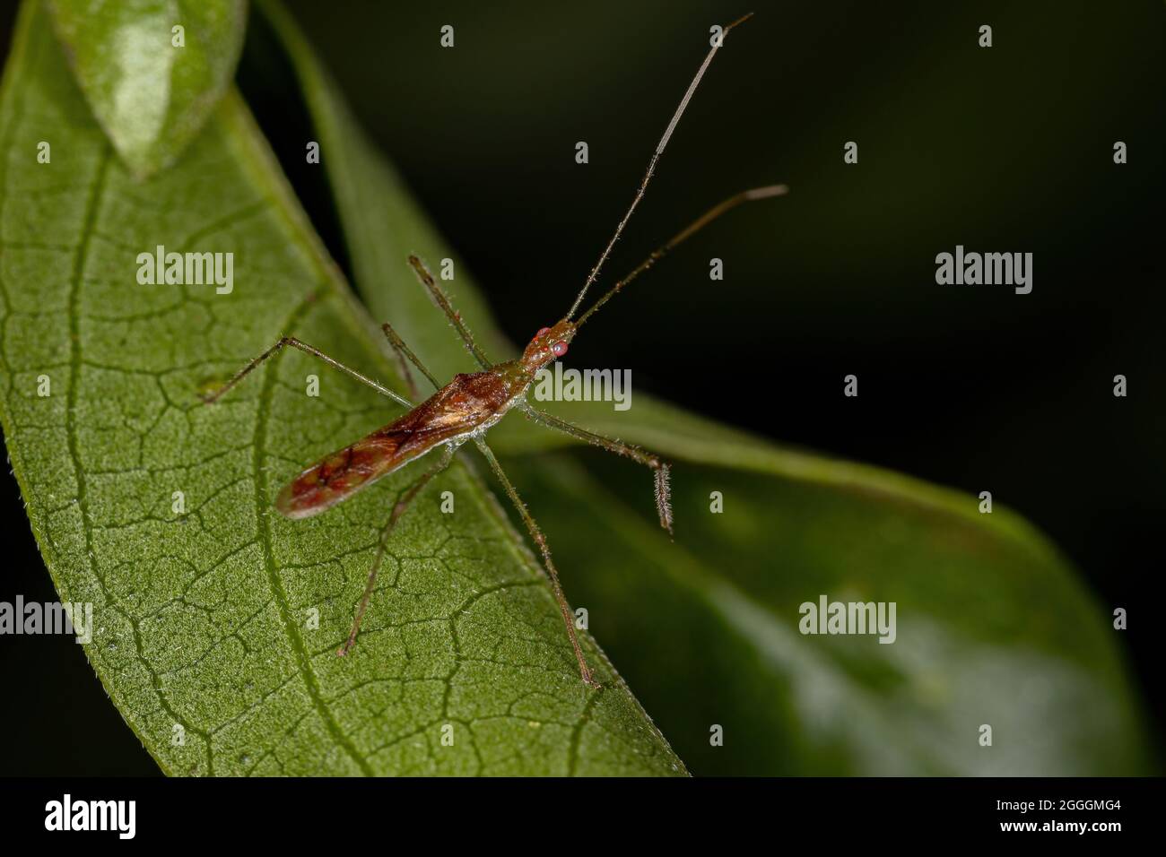 Adult Assassin Bug of the Tribe Harpactorini Stock Photo - Alamy