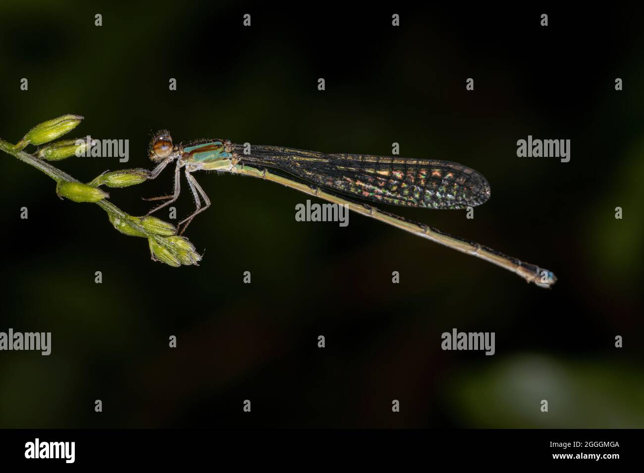 Coenagrionidae Narrow Winged