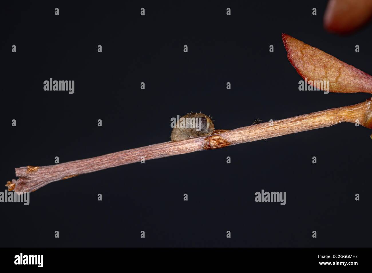 Hoverfly pupa hi-res stock photography and images - Alamy