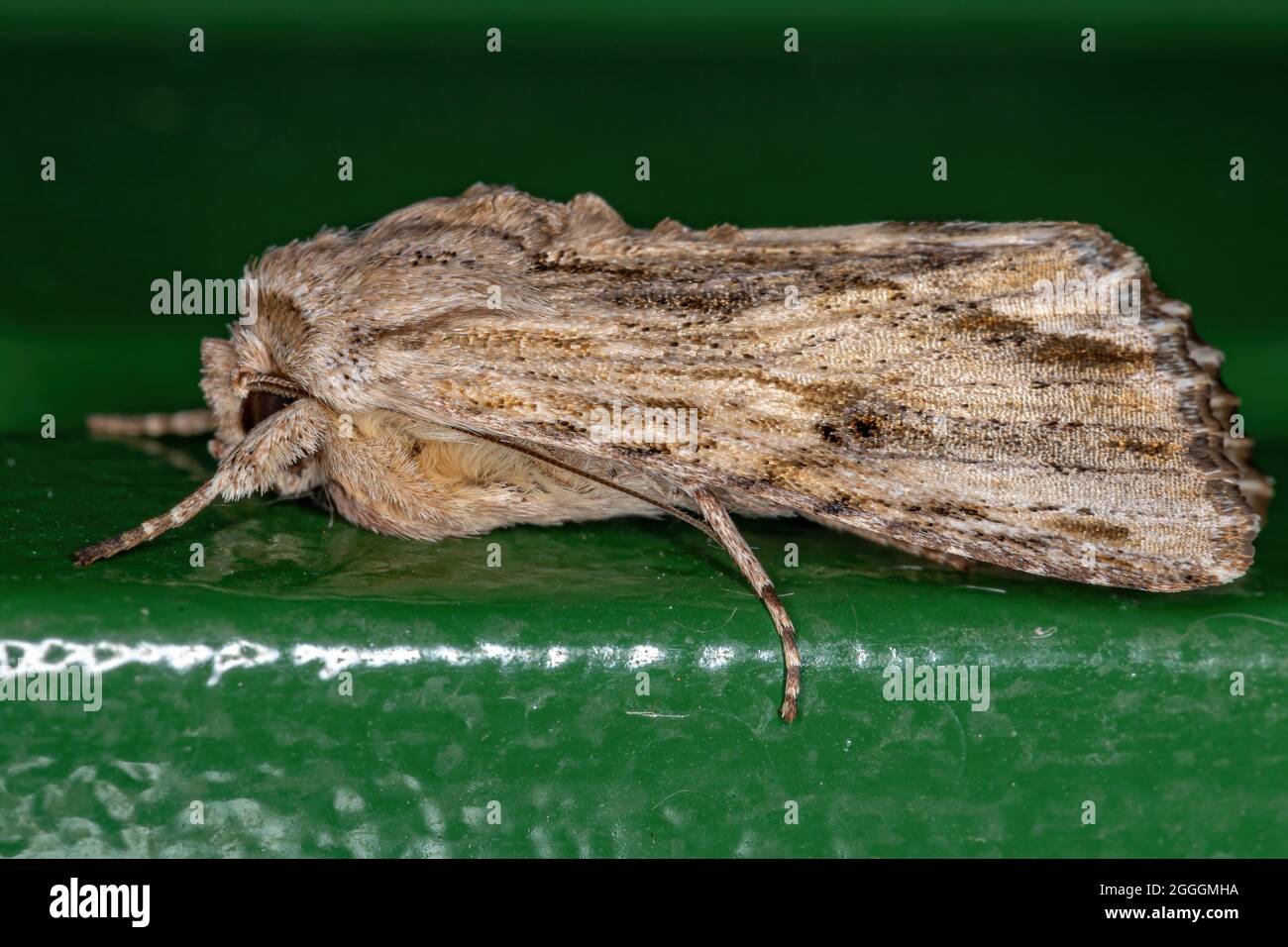 Adult Gray-streaked Armyworm Moth of the species Spodoptera albula ...