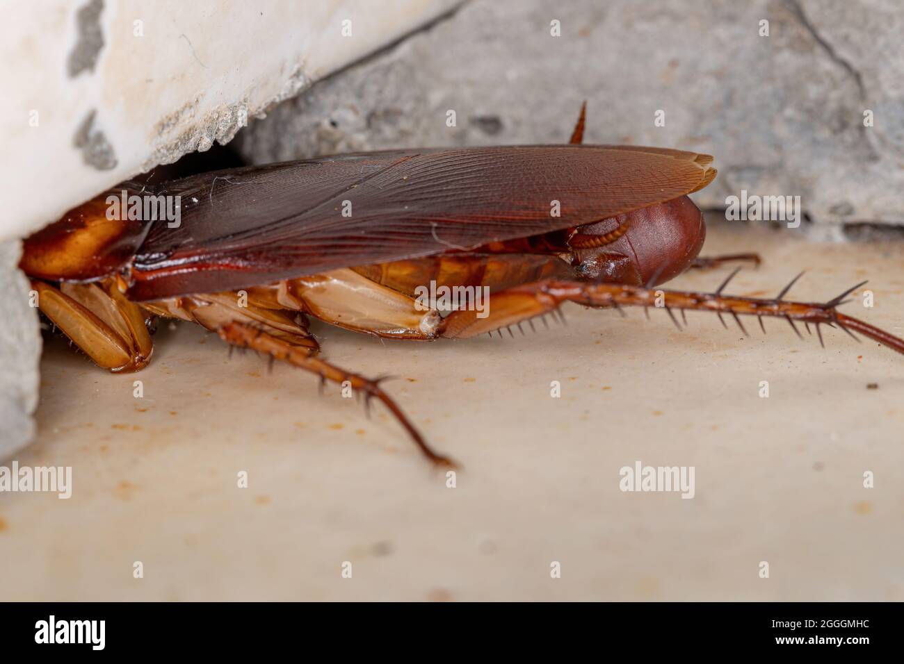 Adult American Cockroach of the species Periplaneta americana laying ...