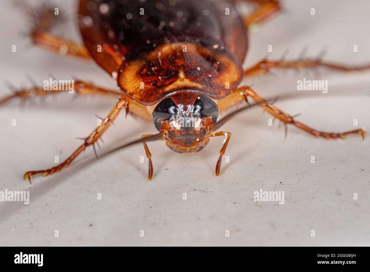 Adult American Cockroach of the species Periplaneta americana Stock ...