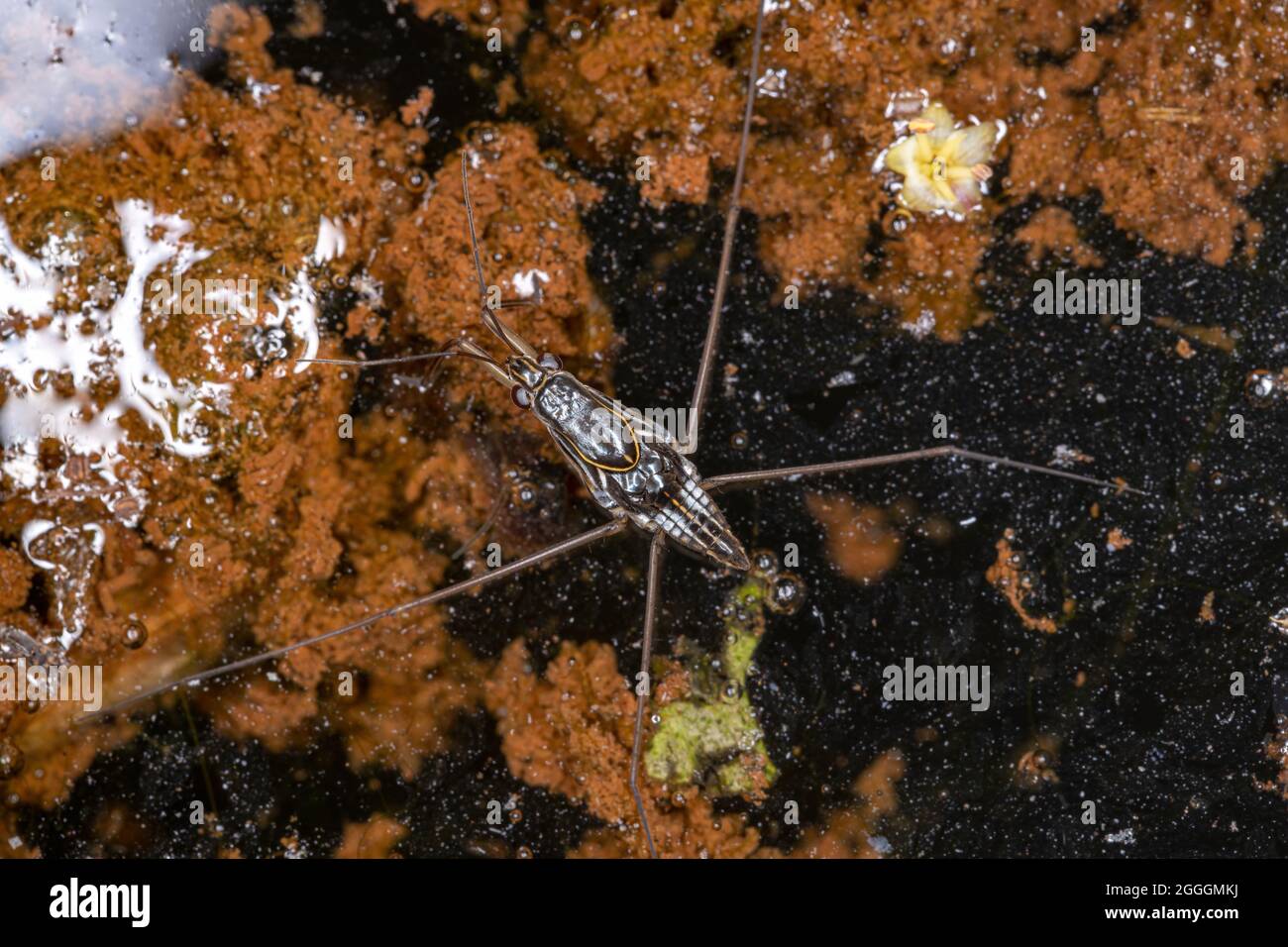 Limnogonus High Resolution Stock Photography and Images - Alamy