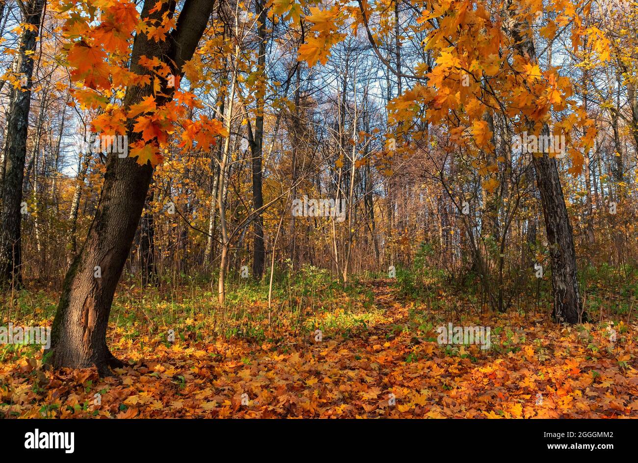 Colorful forest landscape hi-res stock photography and images - Alamy
