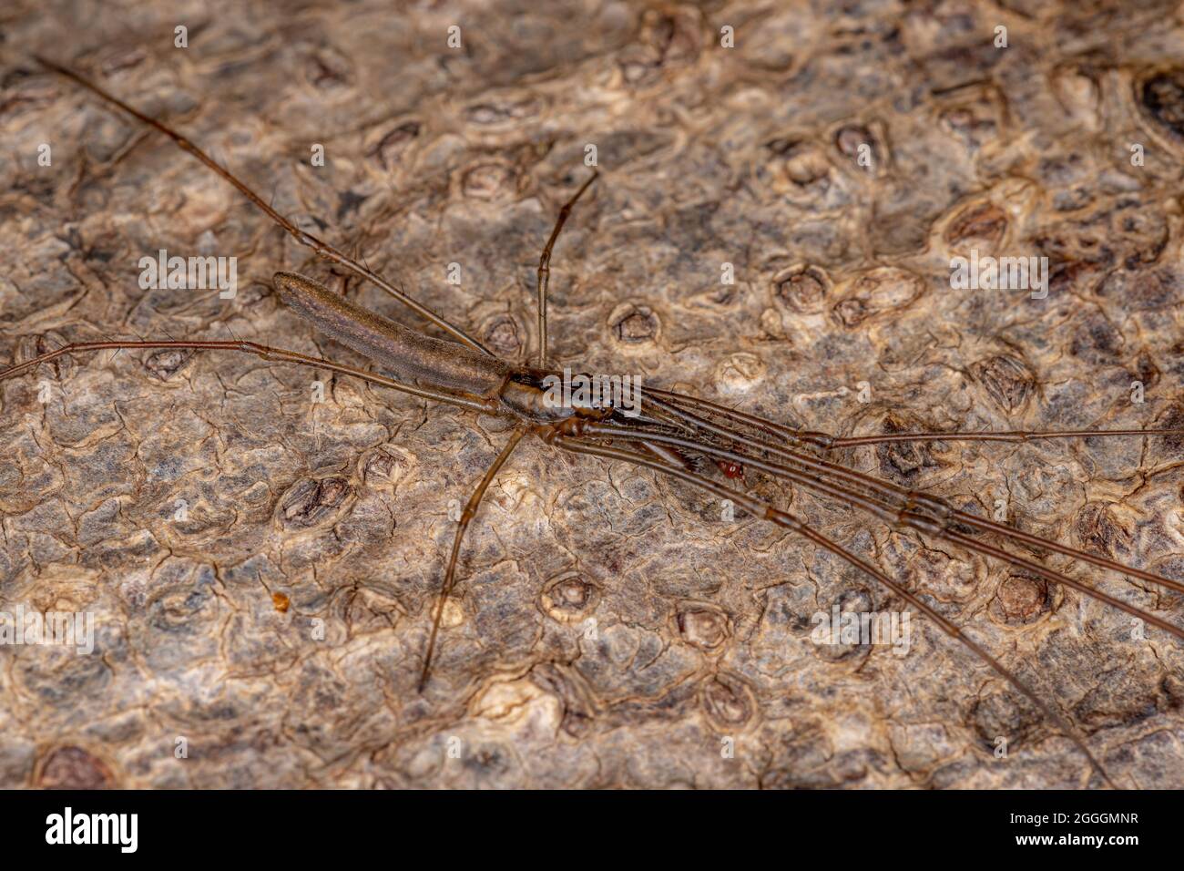 Long-jawed Orbweaver Spider of the Genus Tetragnatha Stock Photo - Alamy